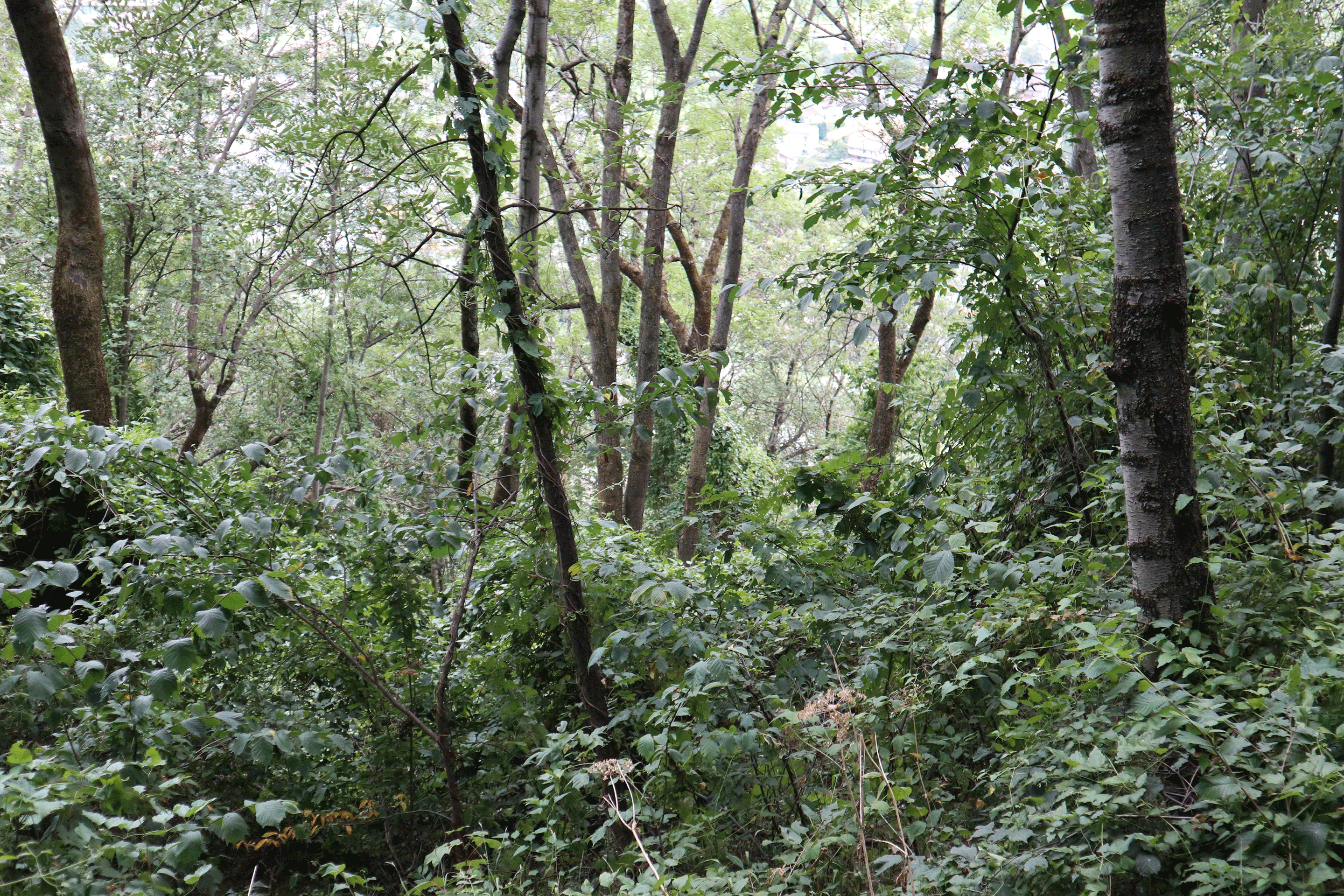 Wie weiter mit dem bewässerten Schutzwald der BLS? | Espazium