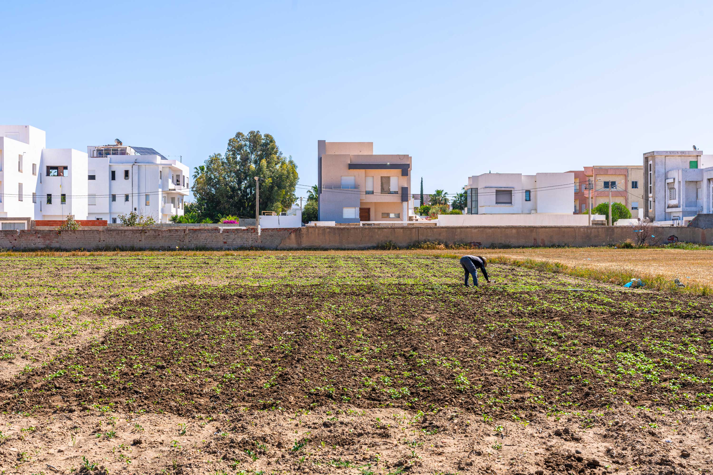Tunis, paysage populaire Première étape du projet rihla | Espazium