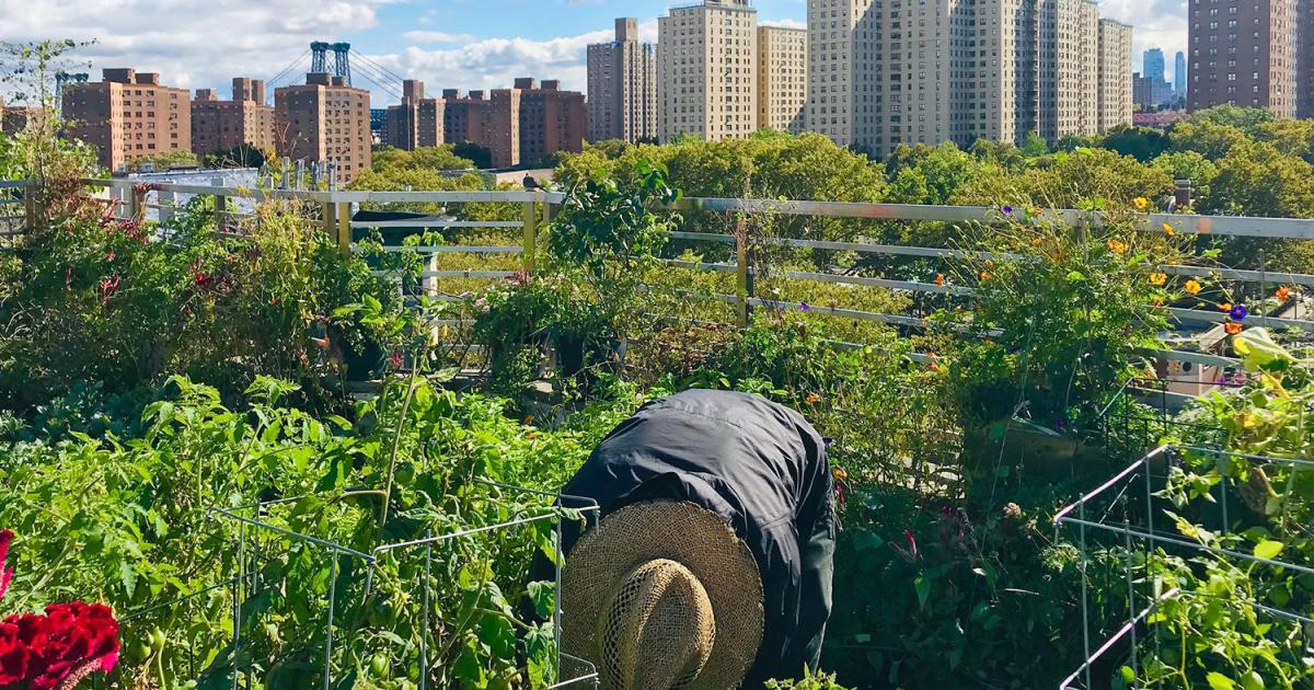 Constructive Futures | Feed The City