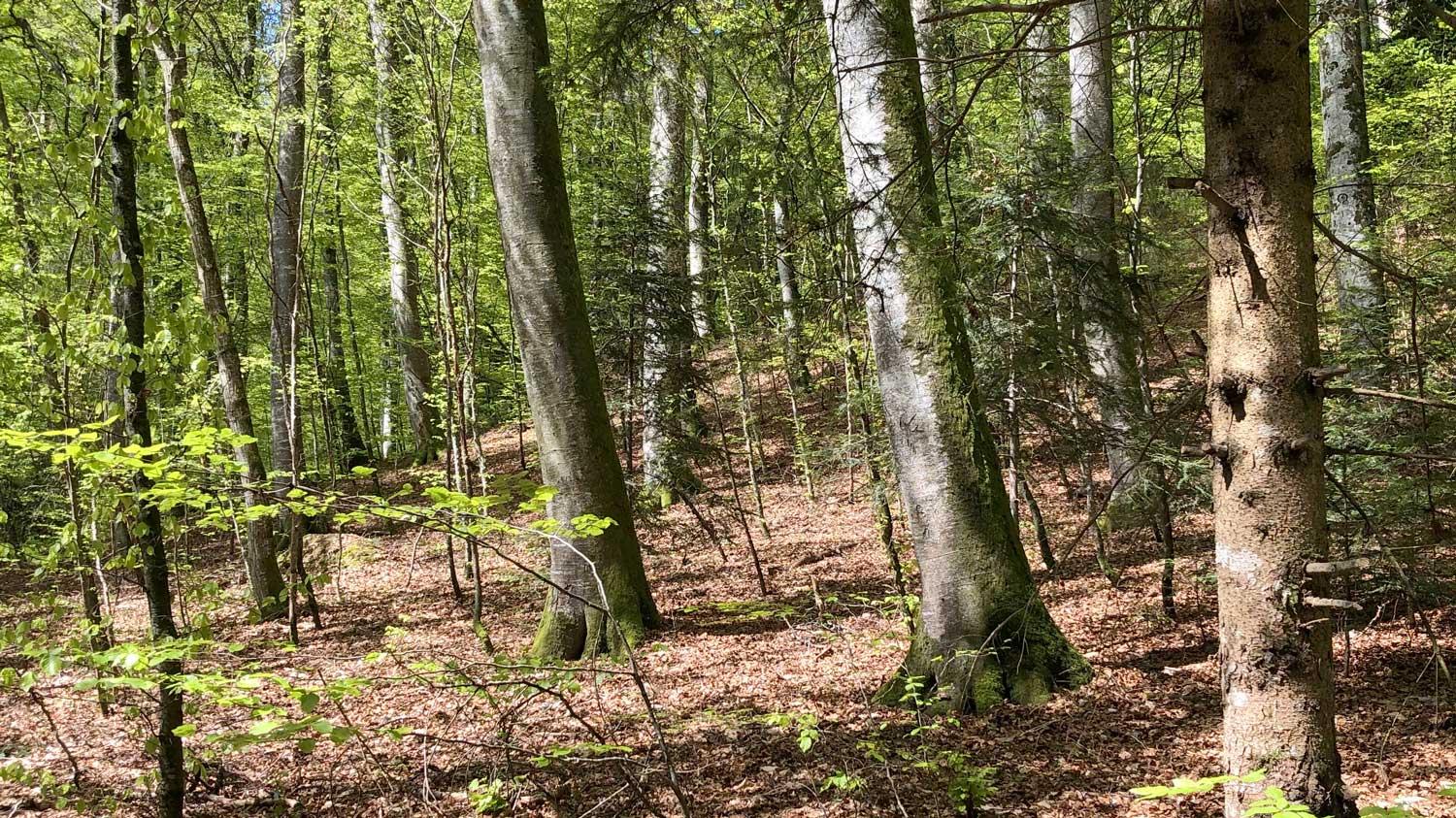 Du bois massif produit en circuit court